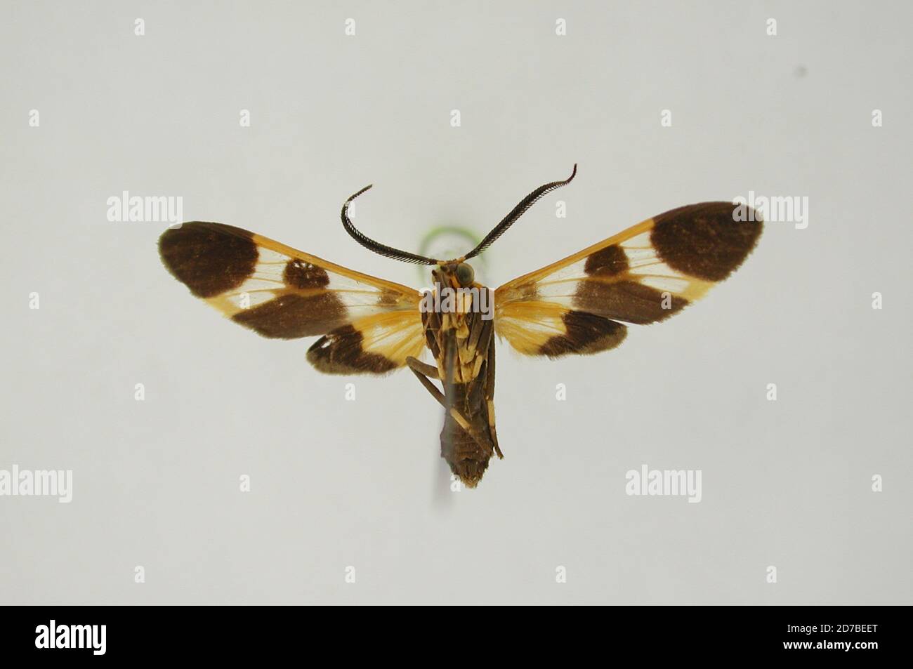 Pinned, Caura Valley, Bolivar, Venezuela, Dycladia basimacula Schaus ...
