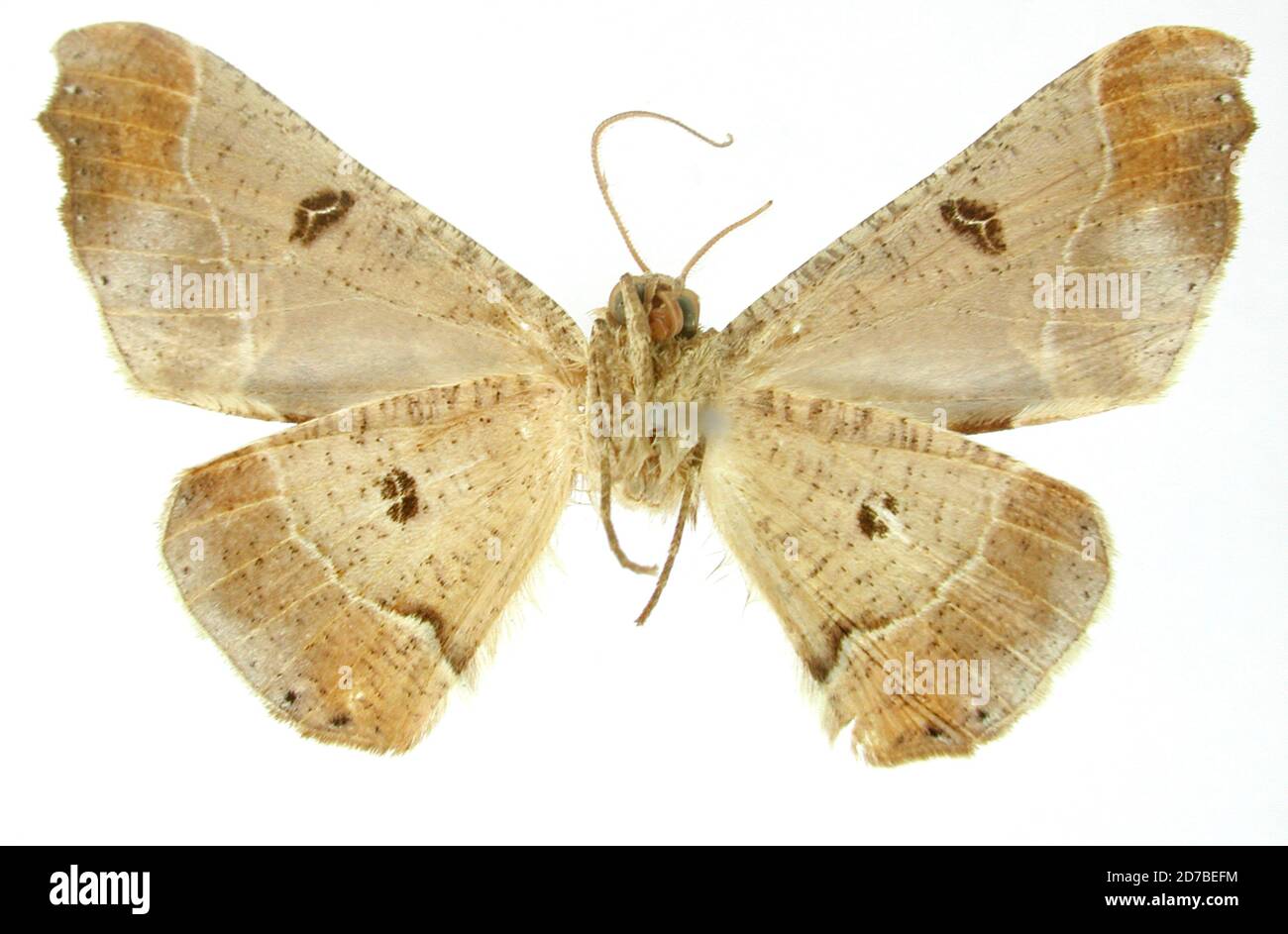 Pinned, Rockstone, Essequibo, Guyana, Guyana, Pero binasata Warren ...