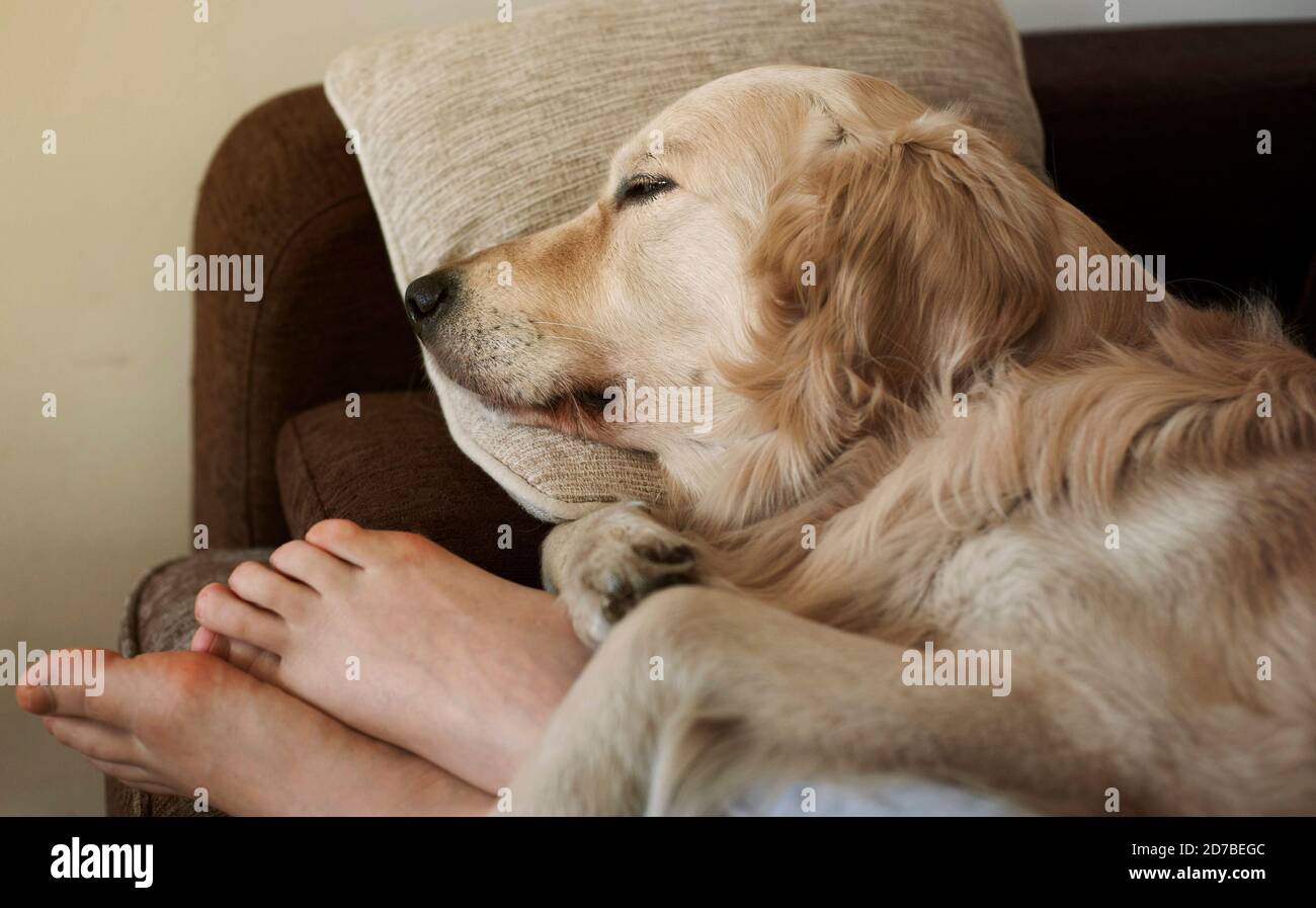Nap with a dog hi-res stock photography and images - Alamy