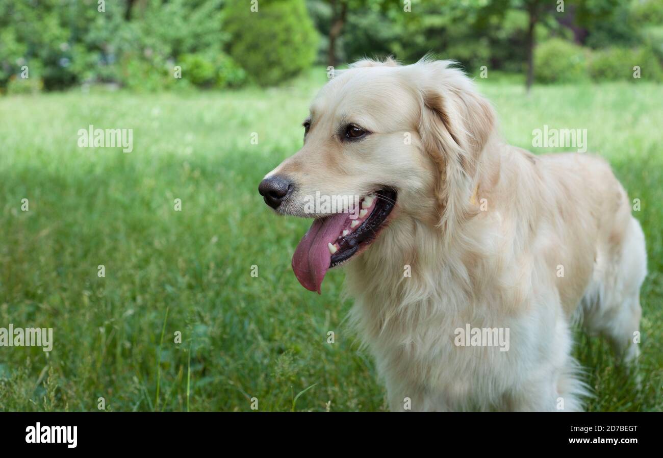 Beautiful golden retriever dog in the park Stock Photo - Alamy