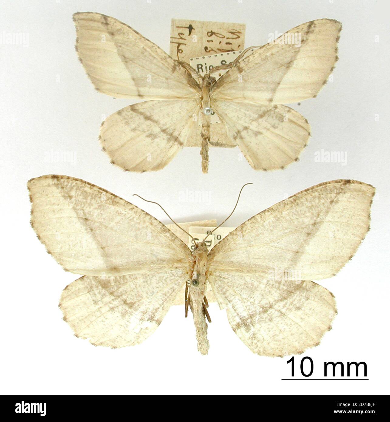 Nipteria bisecta dognin hi-res stock photography and images - Alamy