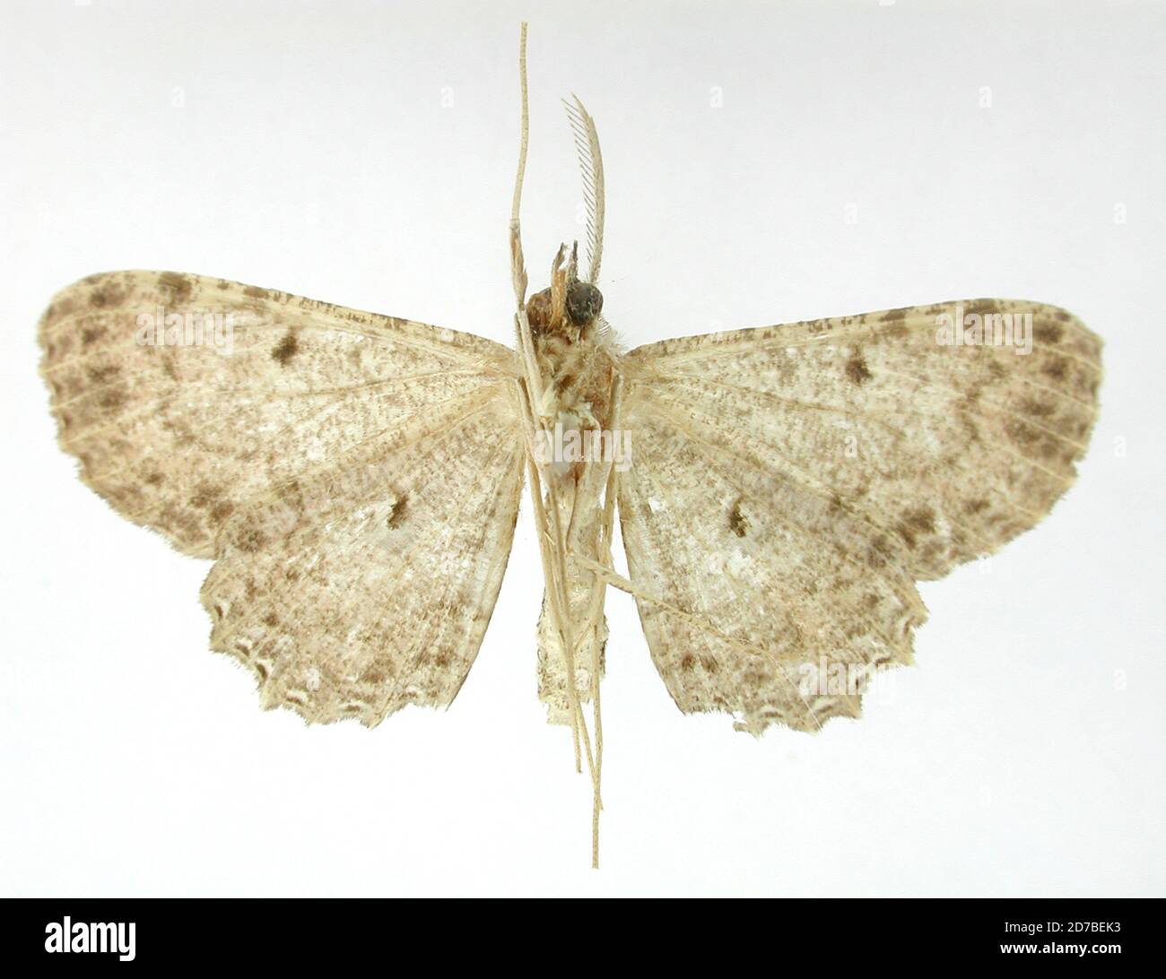 Ergavia caletra druce hi-res stock photography and images - Alamy