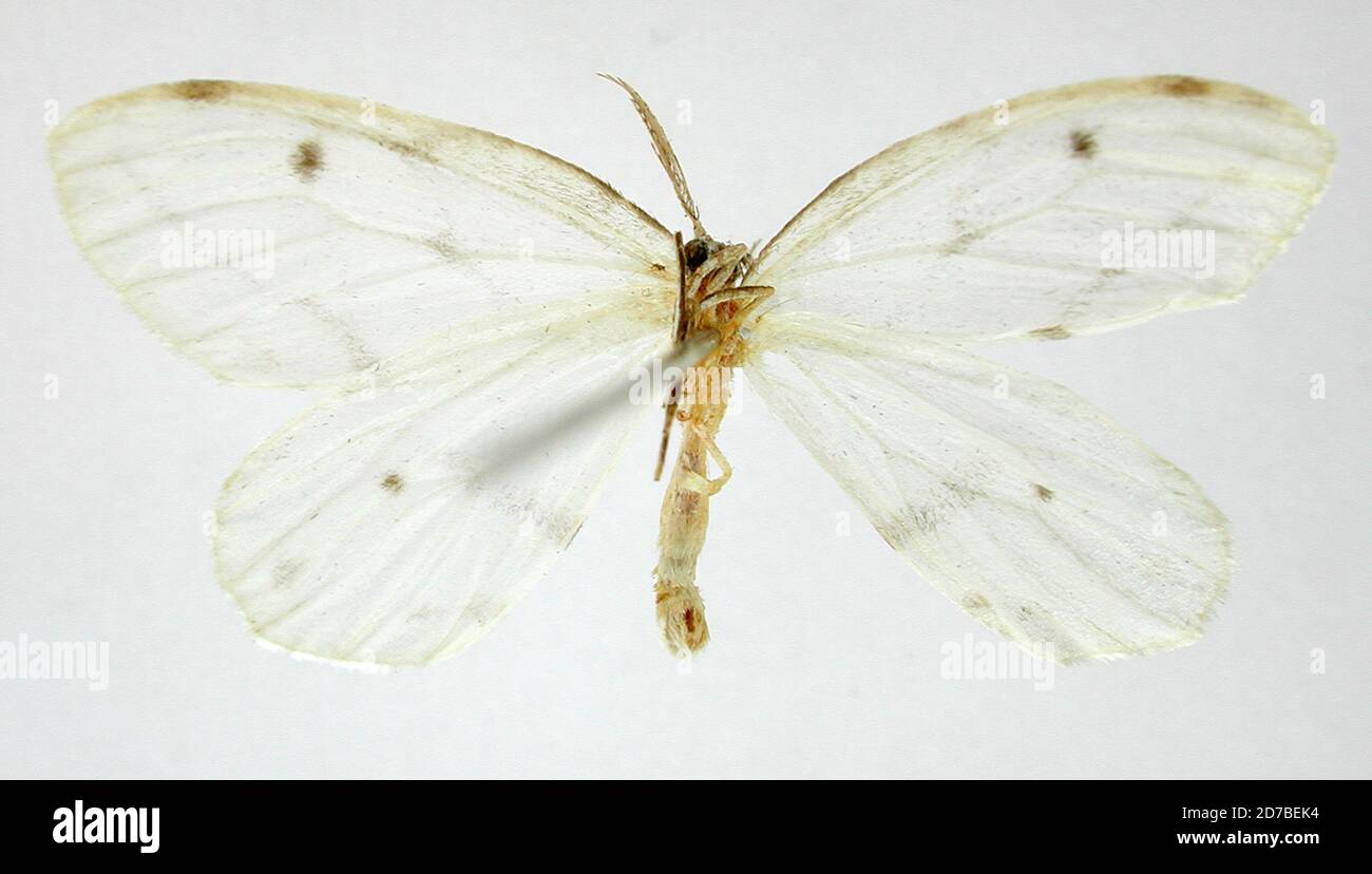 Pinned, Cachi, Costa Rica, Costa Rica, Leucula cachiaria Schaus, 1912 ...