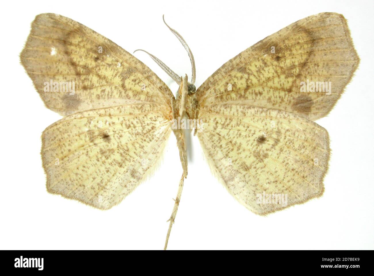 Pinned, Peru, Apicia calcaria Schaus, 1901, Animalia, Arthropoda ...
