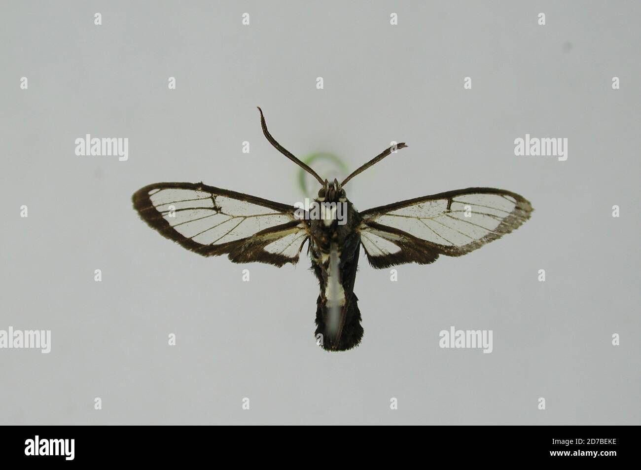 Pinned, Trinidad, Trinidad and Tobago, Syntrichura brodea Schaus, 1896 ...