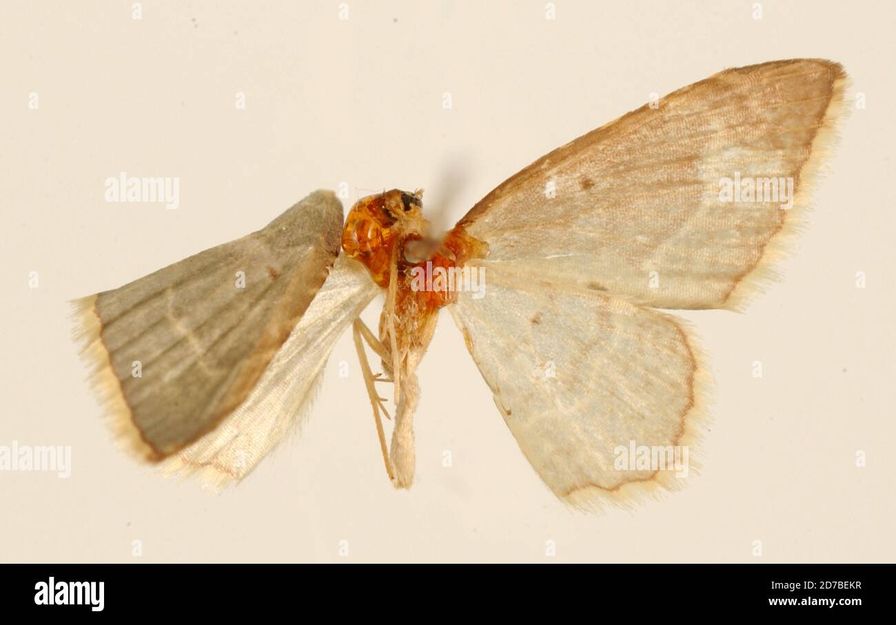 Pinned, Bolivia, Thalassodes boliviensis Dognin, 1900, Animalia ...