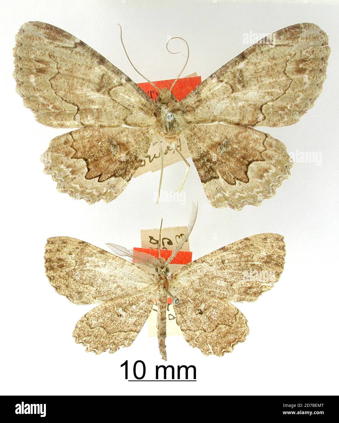 Ergavia calvina druce hi-res stock photography and images - Alamy