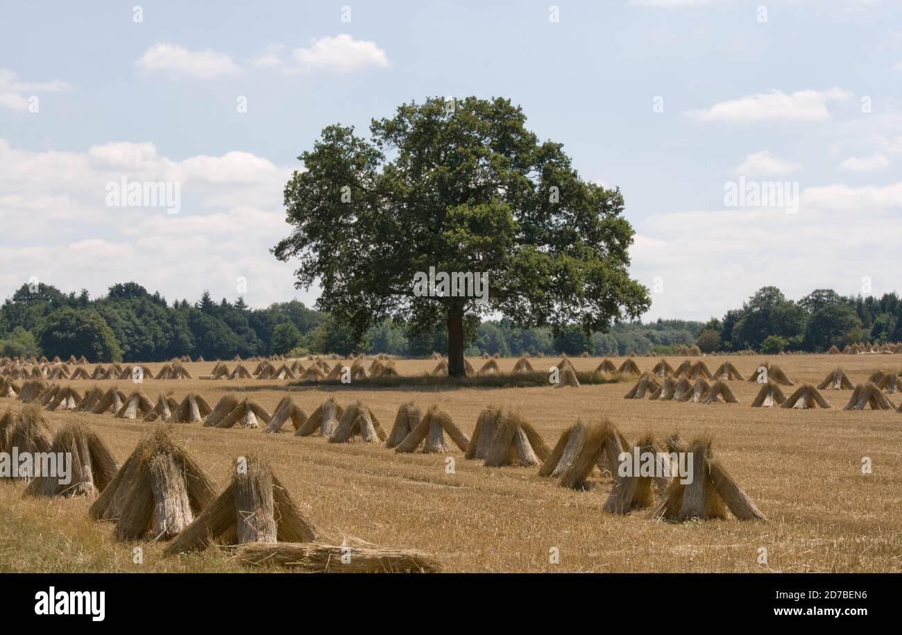 Traditional sheaves or stooks of wheat in a summer harvest field Stock ...