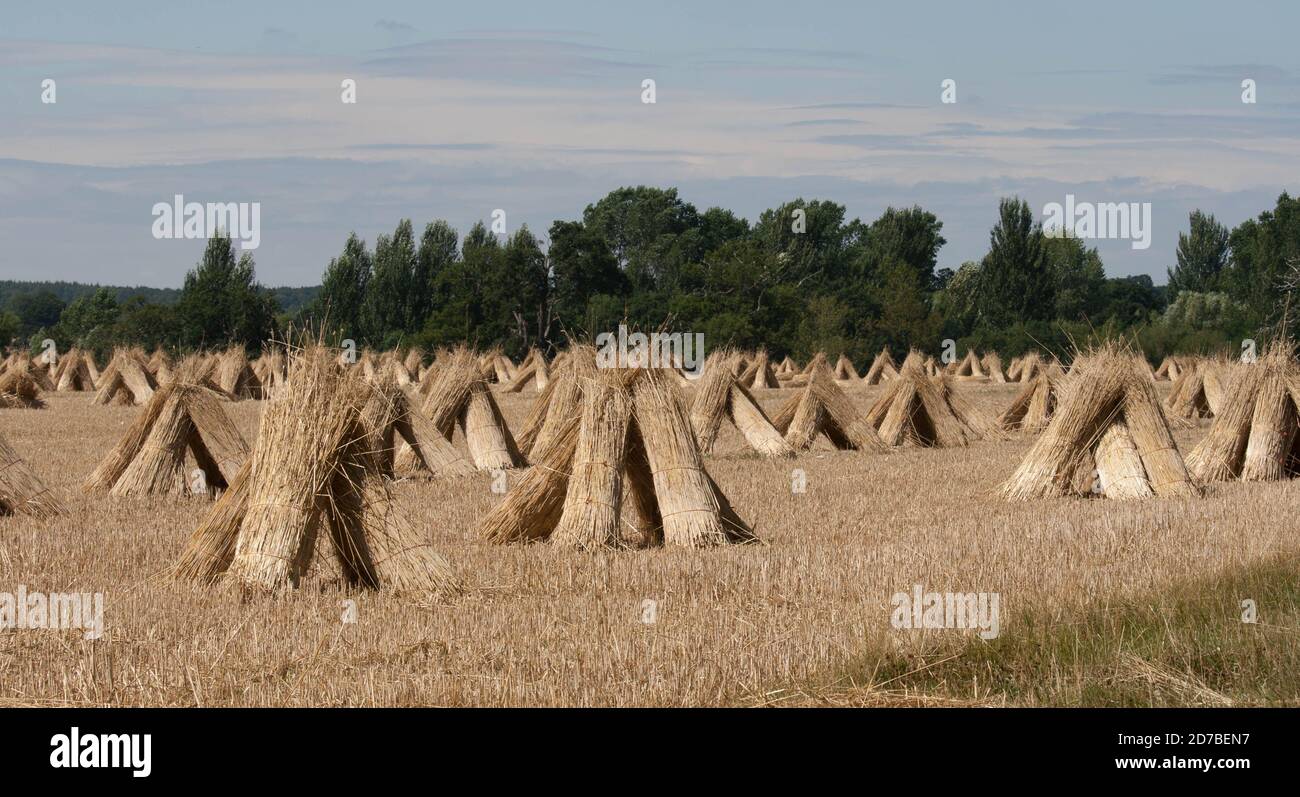 Traditional wheat sheaf in field hi-res stock photography and images ...