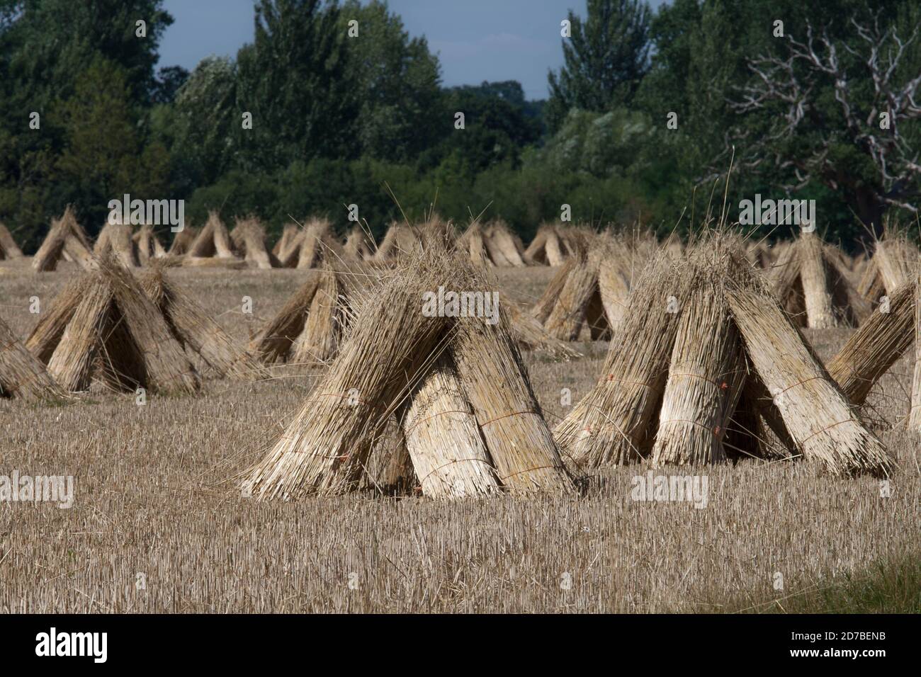 Traditional wheat sheaves or stooks drying in a summer field Stock ...