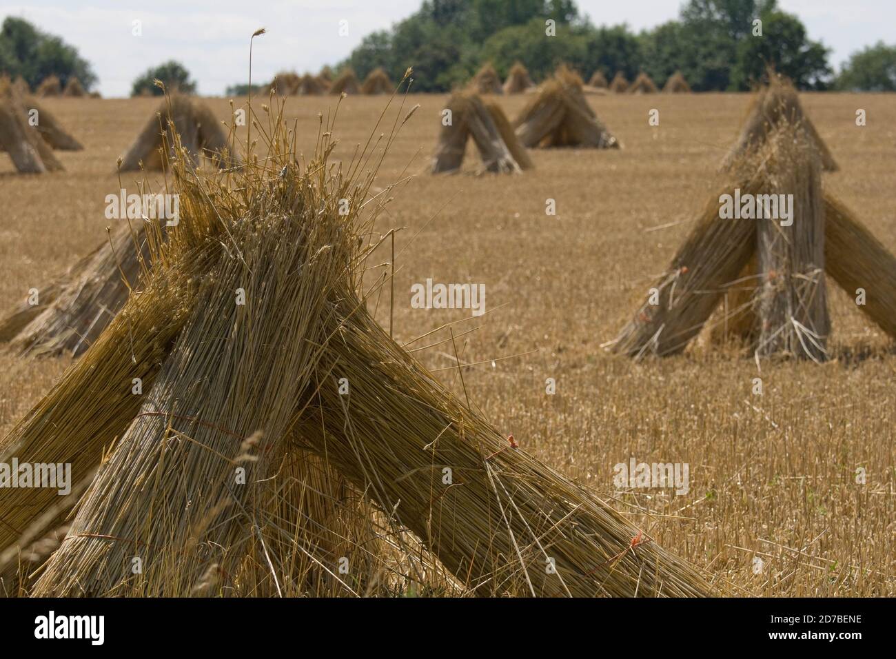 Wheat sheaves hi-res stock photography and images - Alamy