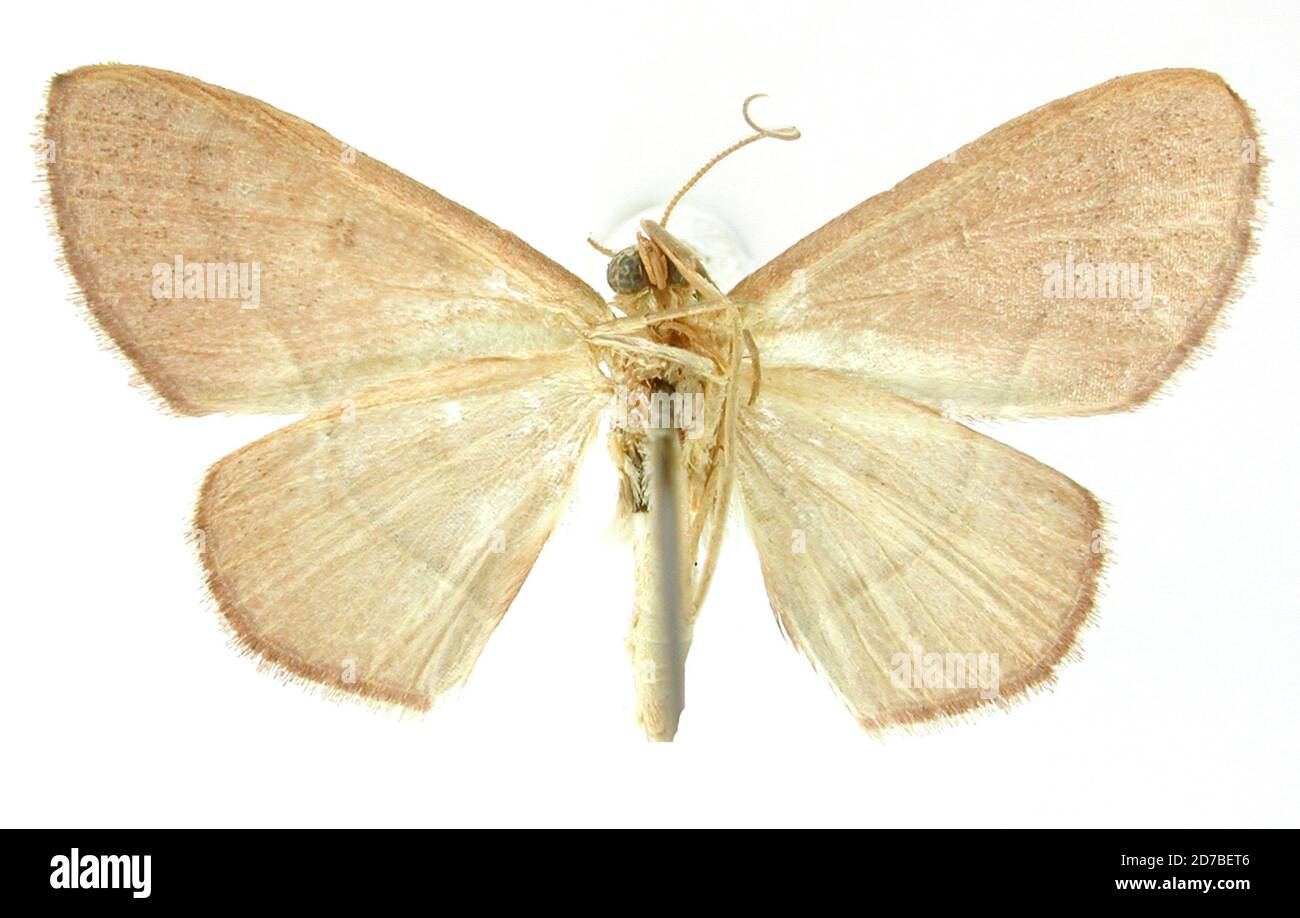 Pinned, Aroa, Yaracuy, Venezuela, Dichromatopodia cervina Warren, 1906 ...