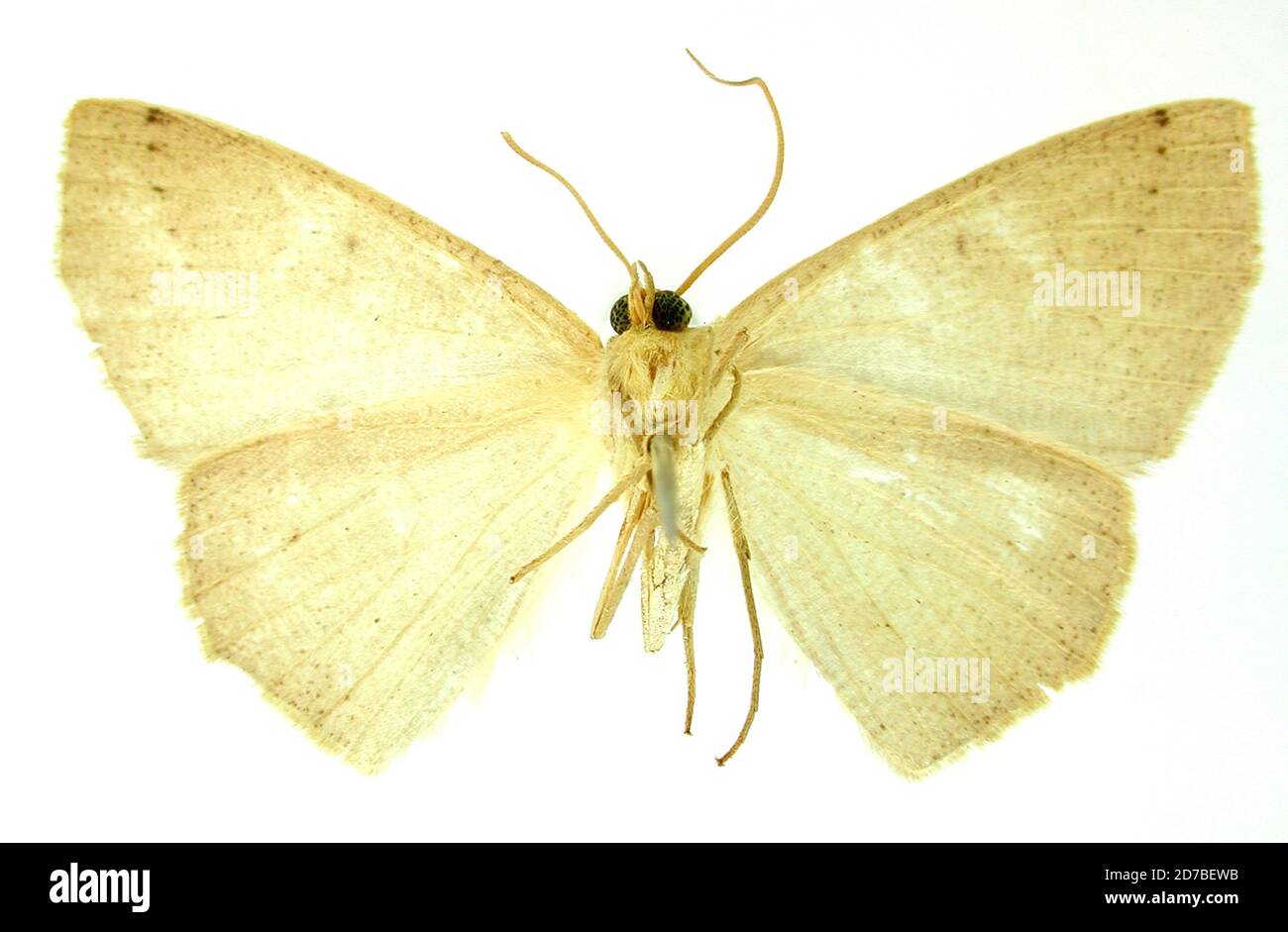 Pinned, Jalapa, Mexico, Periclina cervina Warren, 1906, Animalia ...