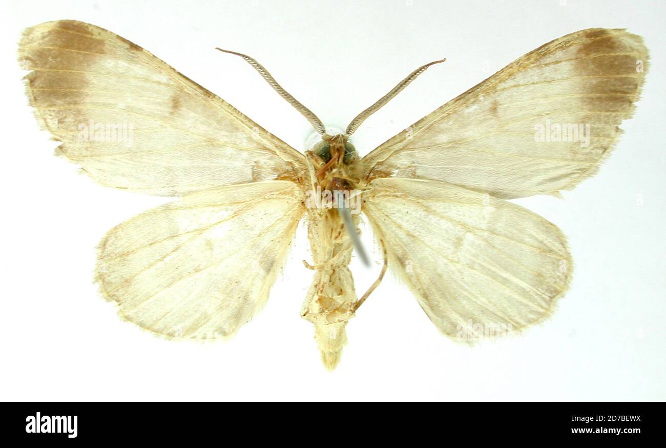 Pinned, Ucayali, Peru, Peru, Stenalcidia cervinifusa Dognin, 1906 ...