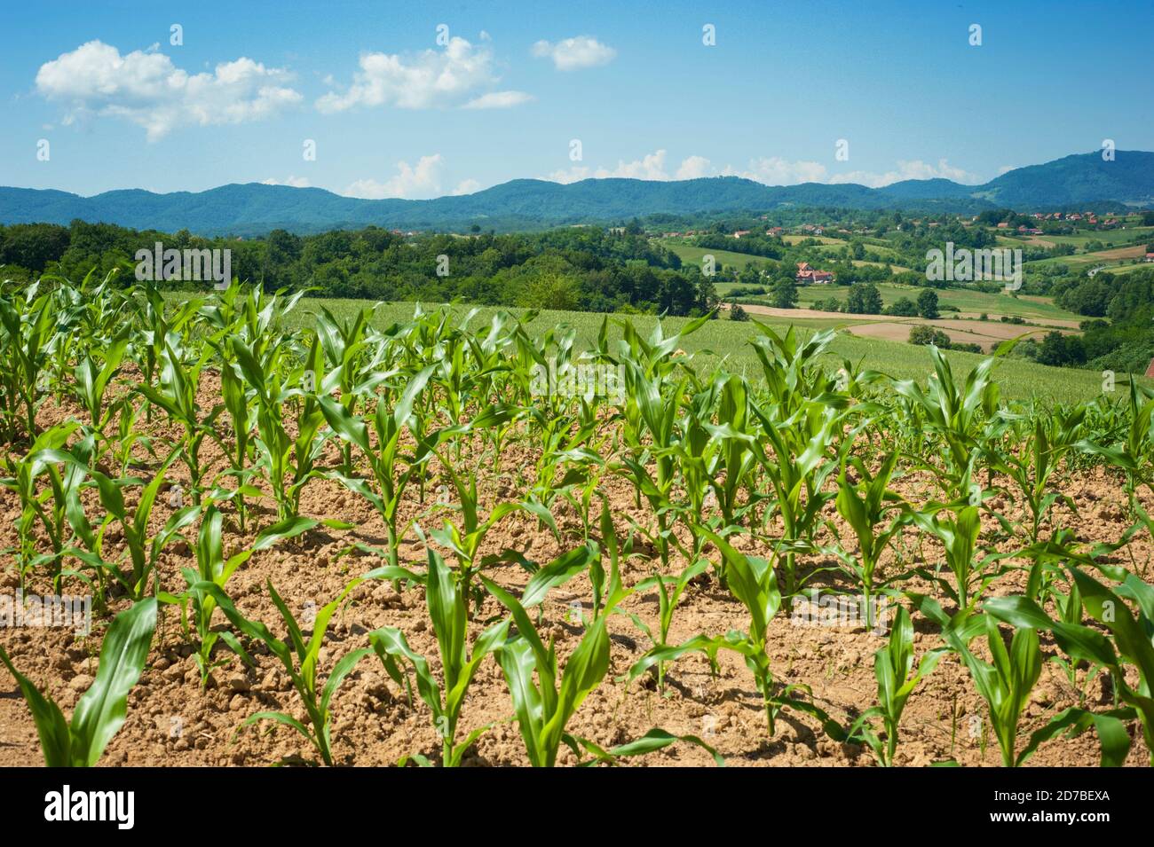 Empty corn field hi-res stock photography and images - Alamy