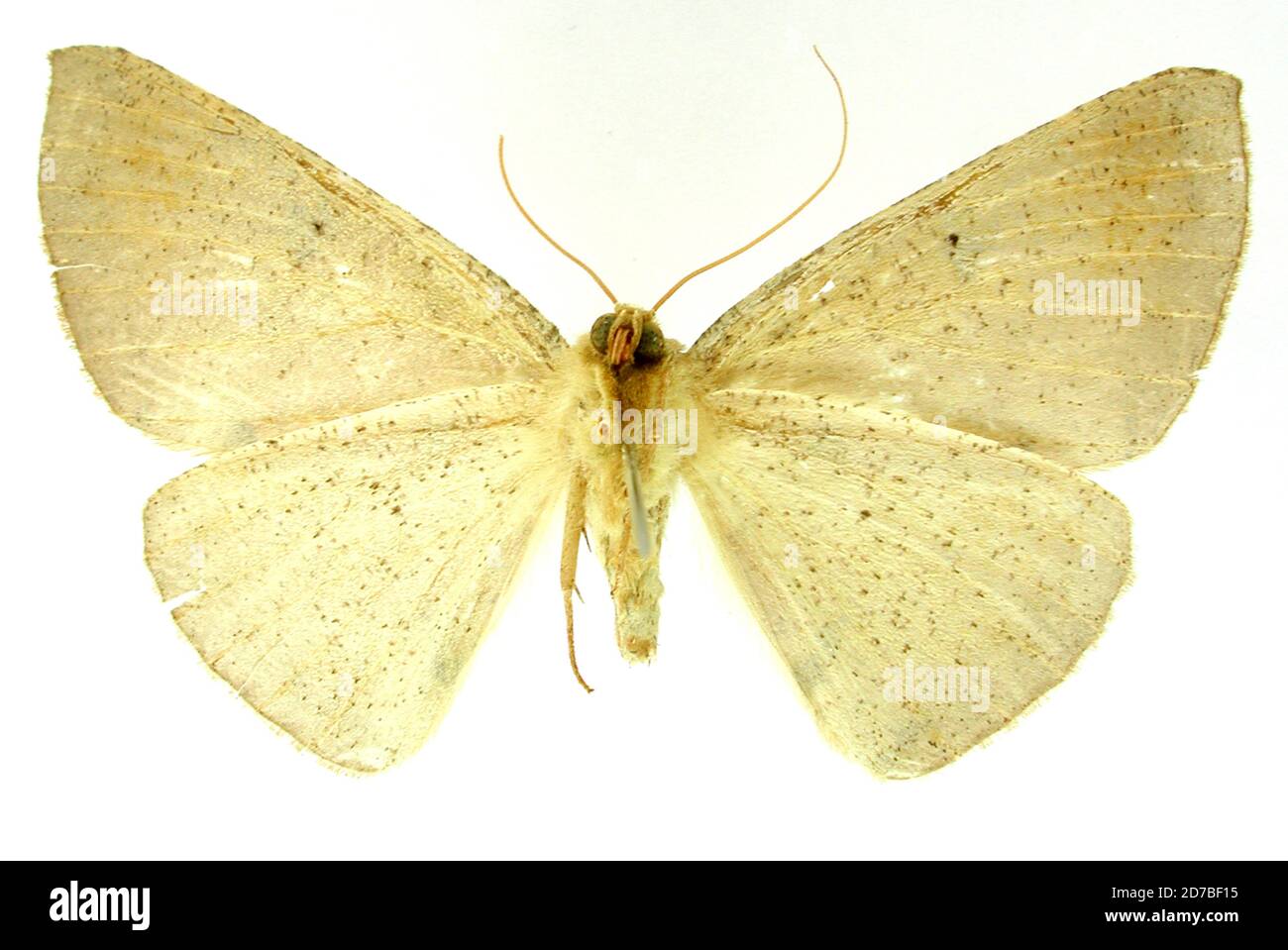 Pinned, Carabaya, Peru, Peru, Ira chiomaria Schaus, 1923, Animalia ...