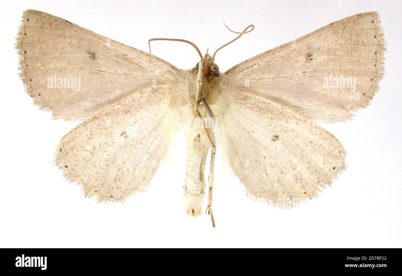 Pinned, Cajon de Maypo, Santiago Province, Chile, Chile, Salpis clarkei ...