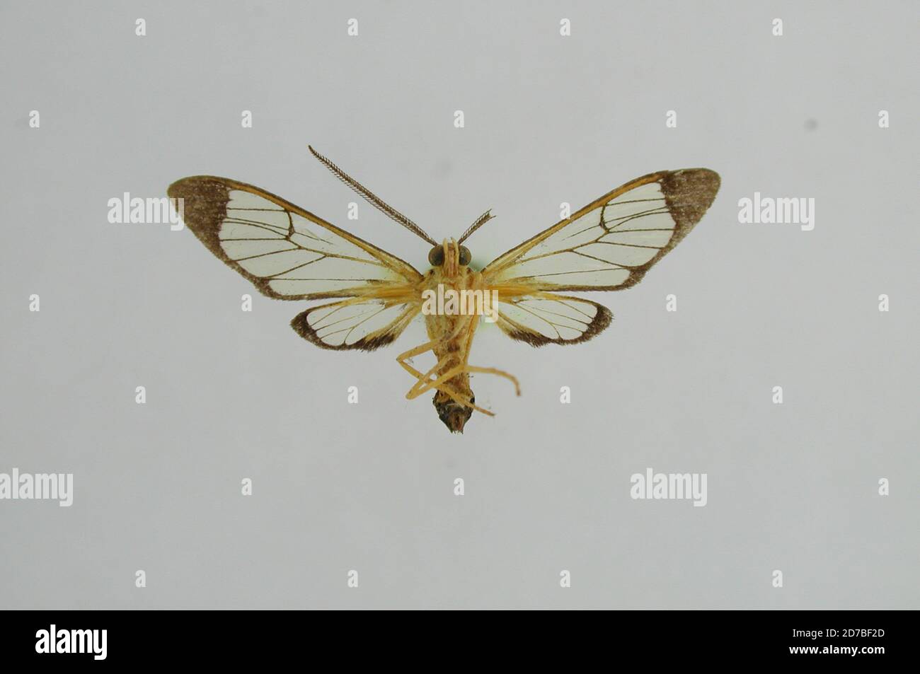 Pinned, Aroa, Yaracuy, Venezuela, Dycladia cingla Schaus, 1894 ...