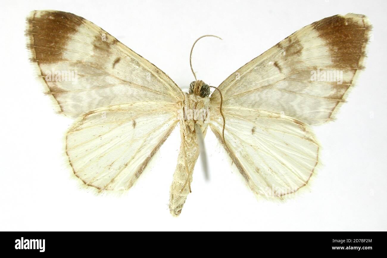 Pinned, Peru, Hammaptera cocama Schaus, 1901, Animalia, Arthropoda ...