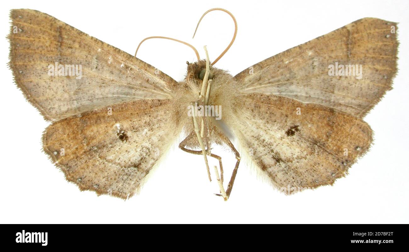 Pinned, Incachaca, Cochabamba, Bolivia, Bolivia, Pero cocha Poole, 1987 ...