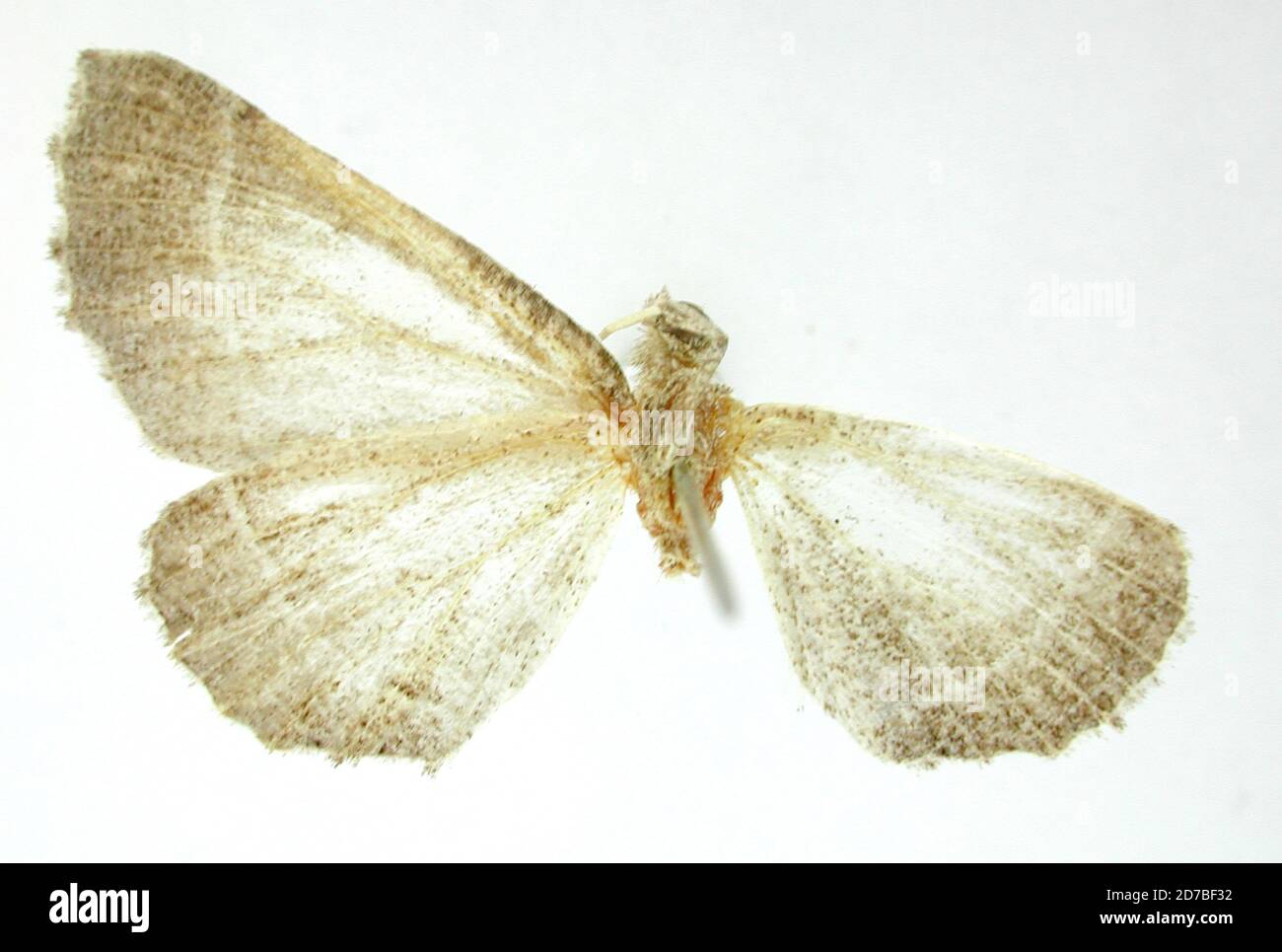 Pinned, Guadalajara, Mexico, Mexico, Neodontopera cinerea Warren, 1906 ...