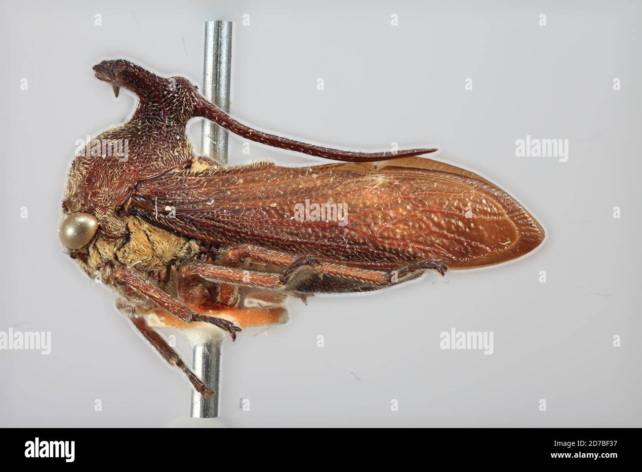 G. Tangkoeban Prahoe, Preanger, Java, 4000-5000', Java, Indonesia ...