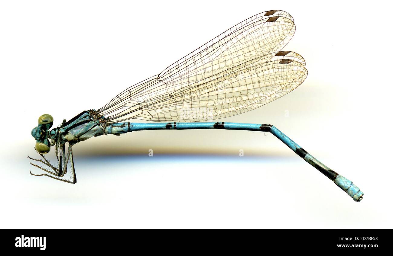 Argia pima garrison hi-res stock photography and images - Alamy