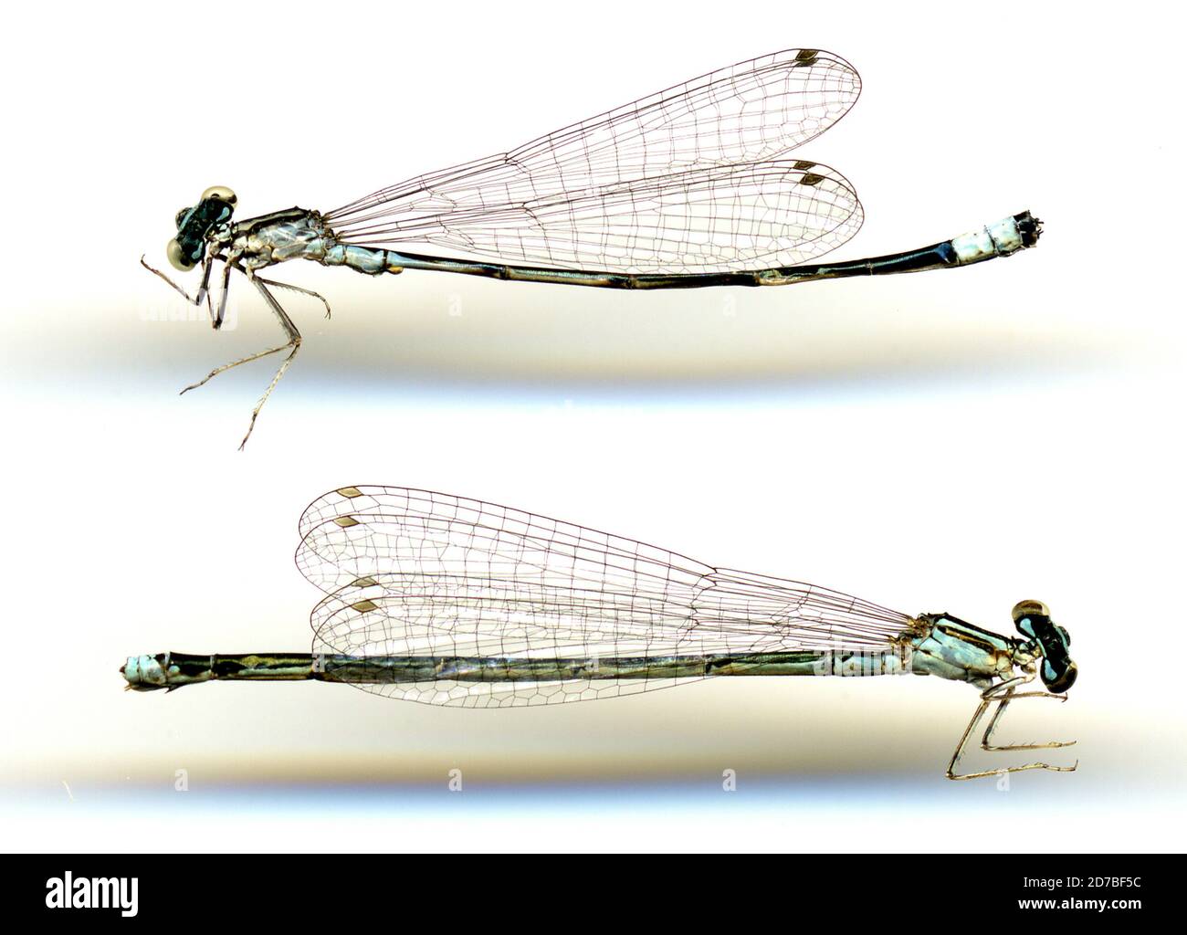 South of bronwfield hi-res stock photography and images - Alamy