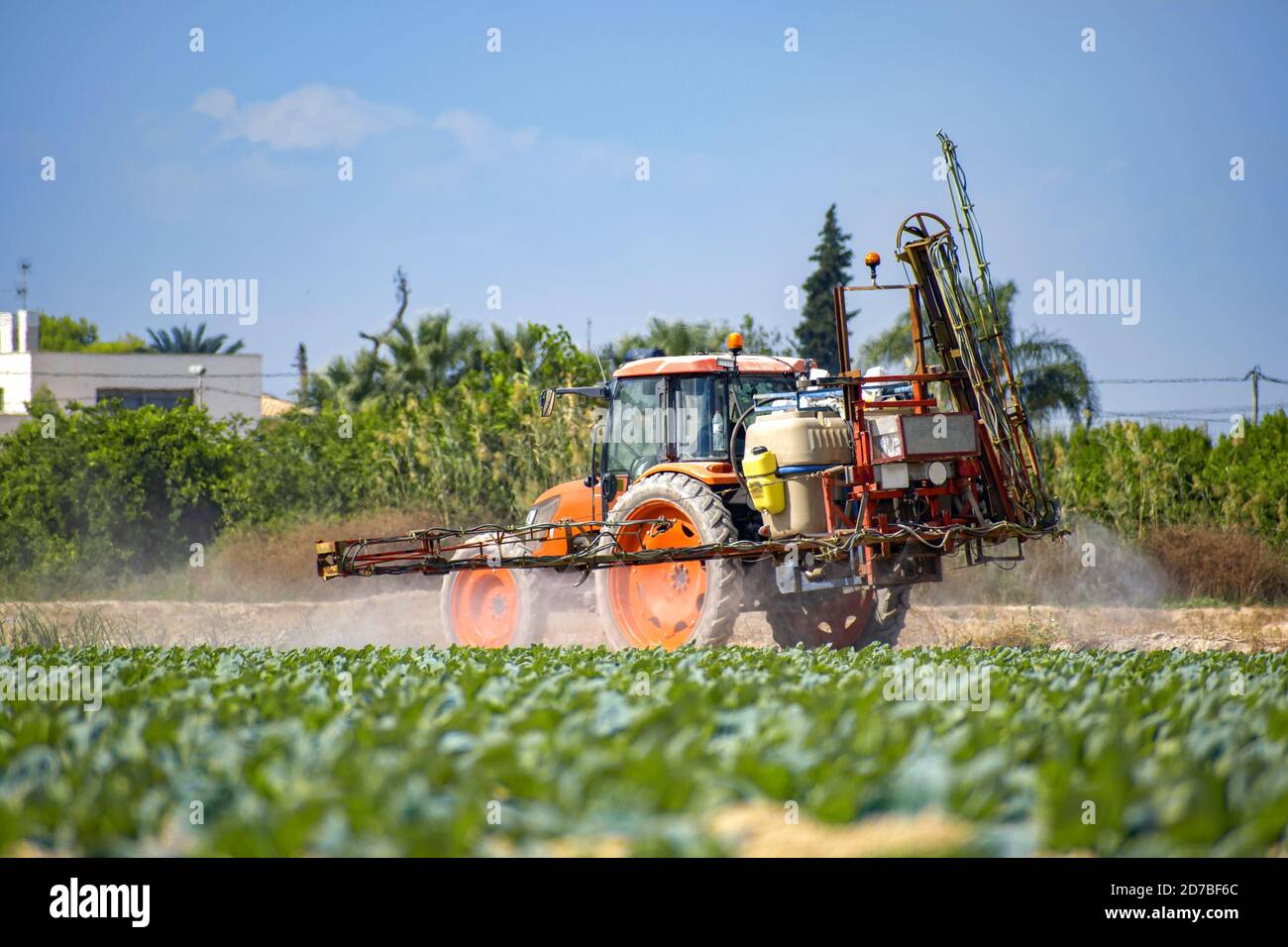 Tractor spraying pesticide, pesticides or insecticide spray on lettuce ...