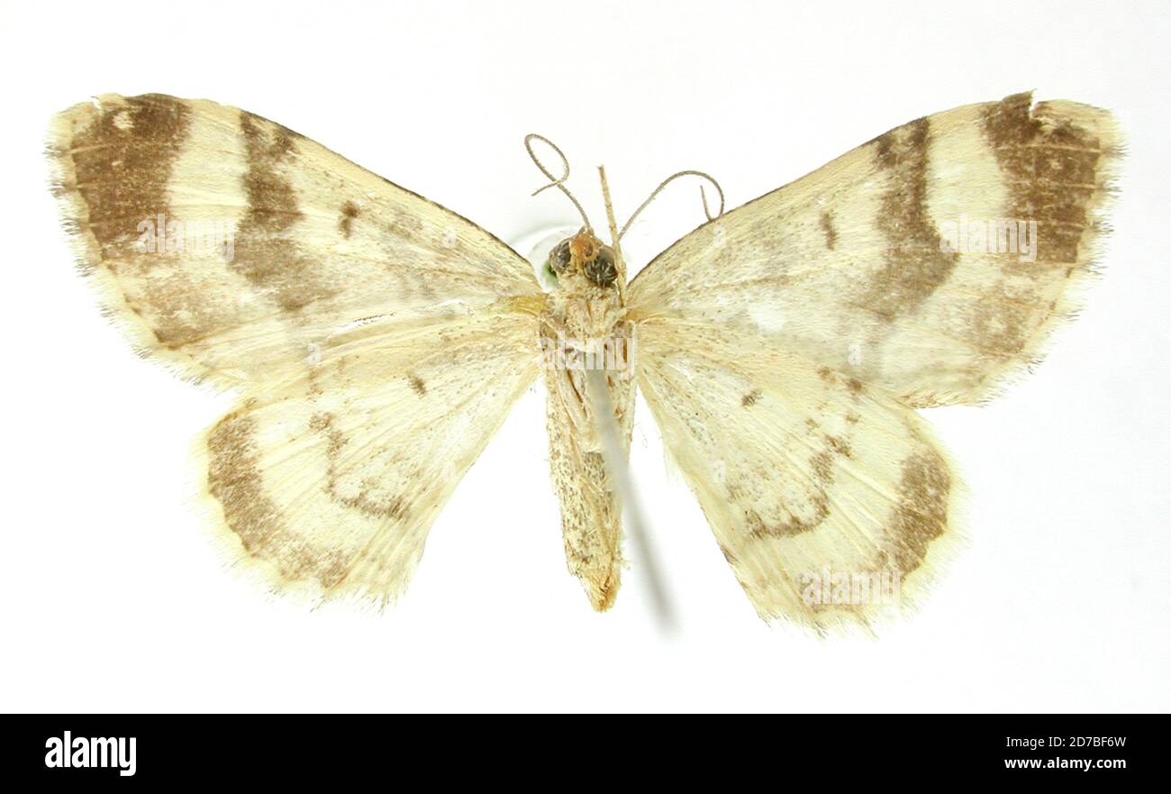 Pinned, Esperanza, Costa Rica, Hammaptera colonaria Schaus, 1913 ...