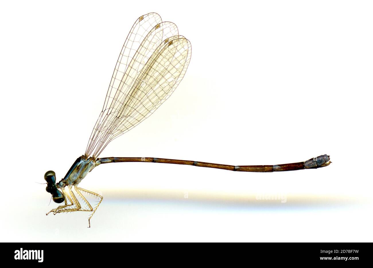 Savannah trinidad Cut Out Stock Images & Pictures - Alamy