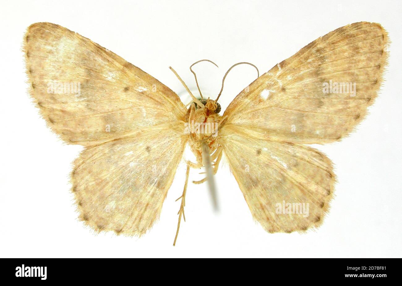 Pinned, Jalapa, Mexico, Cambogia coloraria Schaus, 1901, Animalia ...