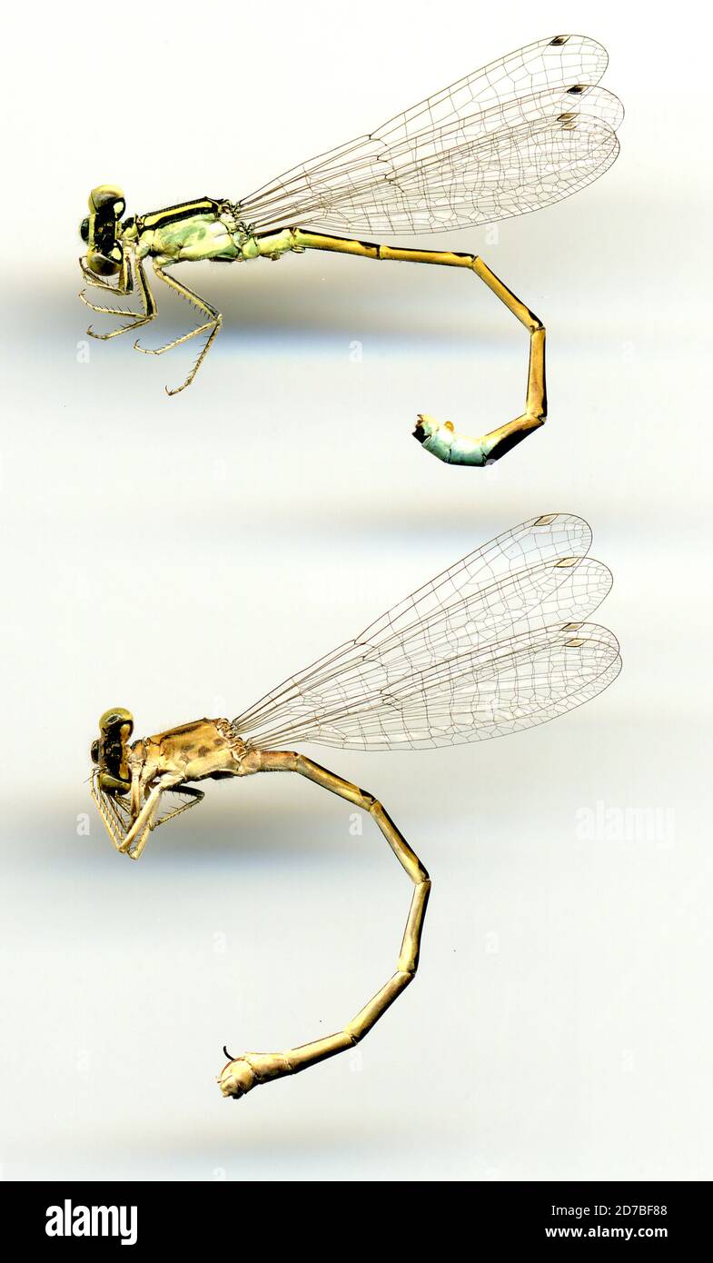 Smith Tank, Cluff Ranch Wildlife Area, southwest of Pima, Graham ...