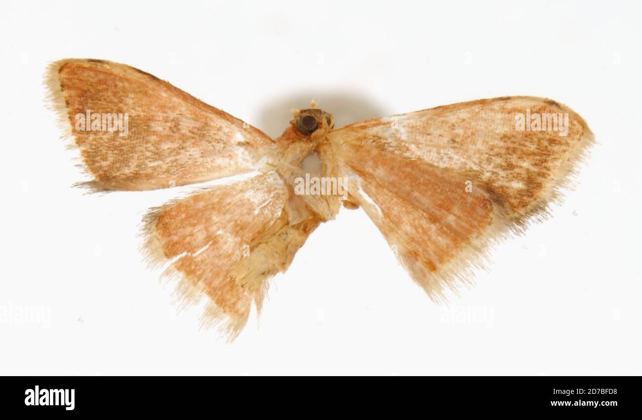 Pinned, Hoorie, Guyana, Eois costalis Dyar, 1910, Animalia, Arthropoda ...