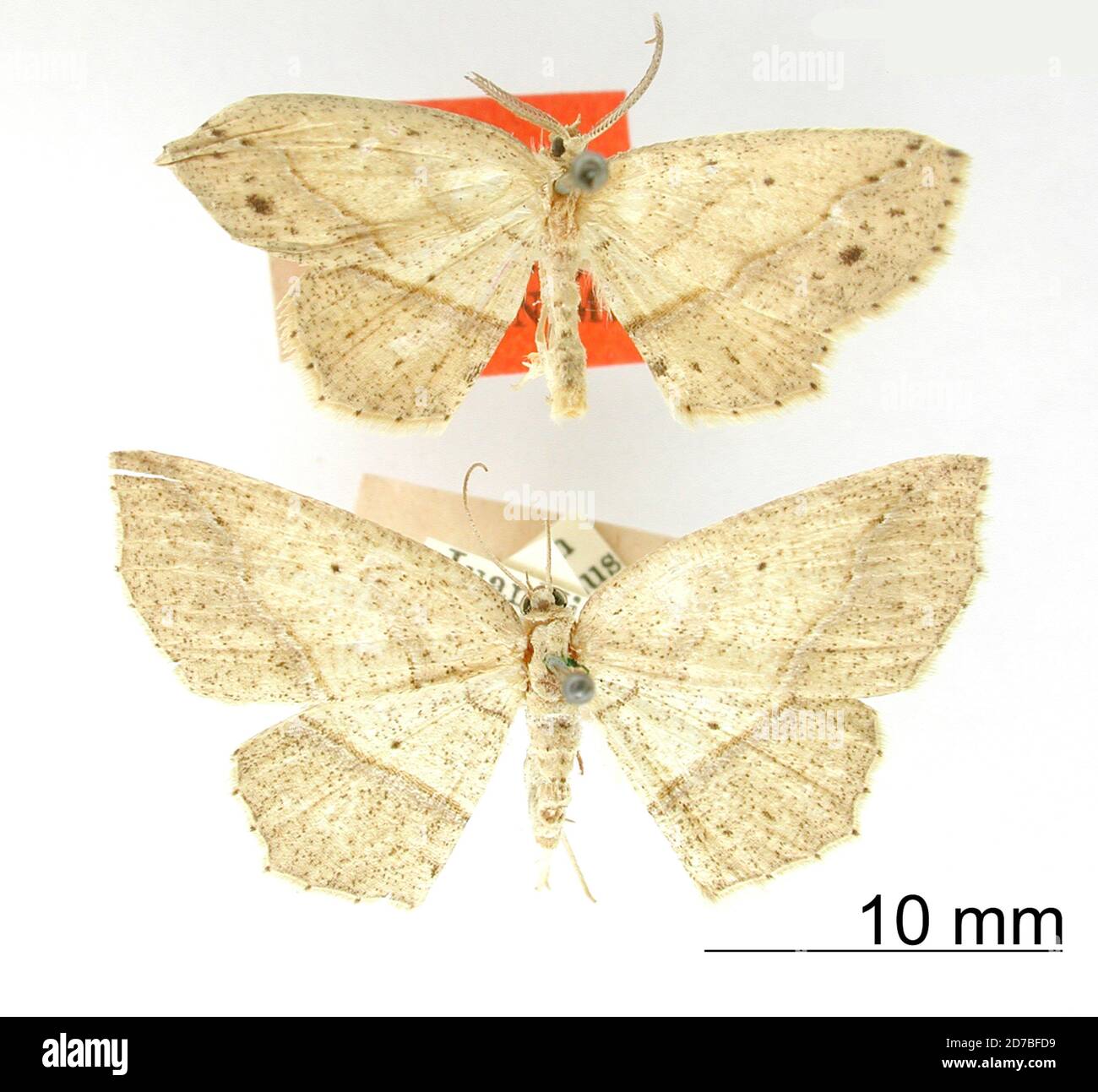 Pinned, Juan Vinas, Costa Rica, Costa Rica, Microsema consociata Schaus ...