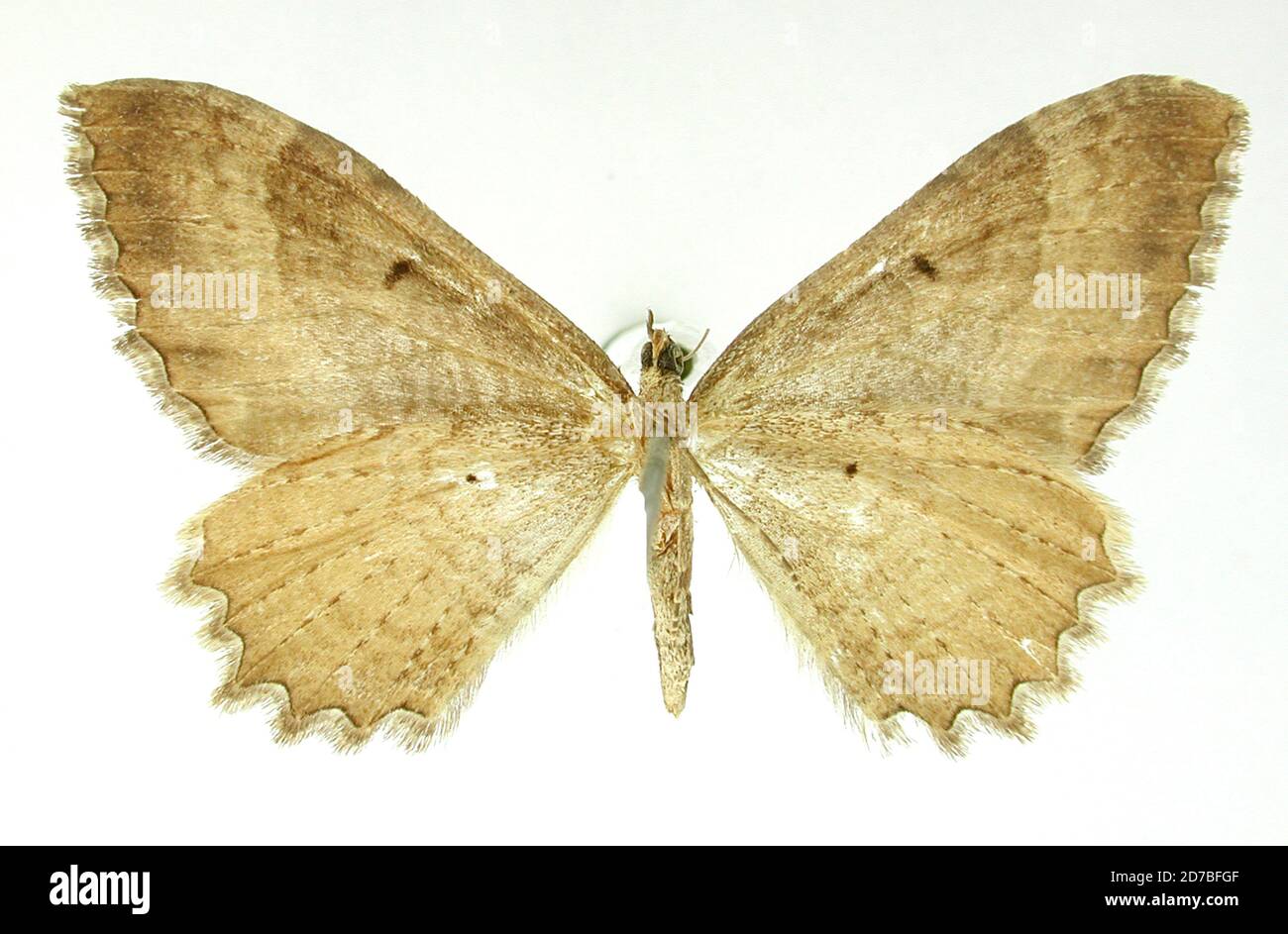 Pinned, Cuzco, Peru, Calocalpe cupreipennis Dognin, 1908, Animalia ...