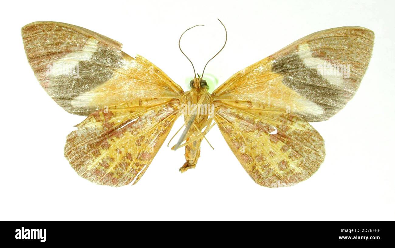 Pinned, Environs de Loja, Ecuador, Ecuador, Polythrena croceitincta ...