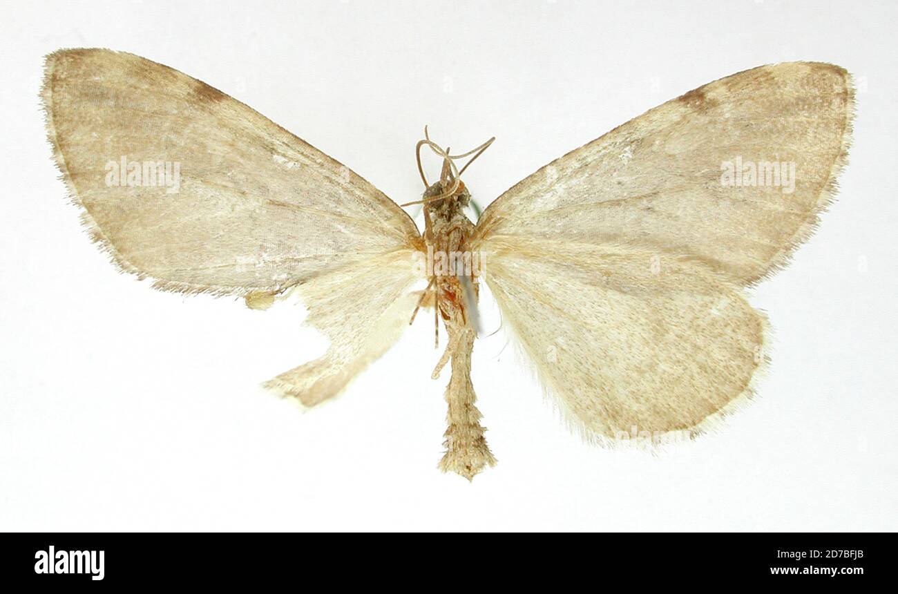 Pinned, Las Vegas, Veracruz, Mexico, Hydriomena cynosura Druce, 1893 ...