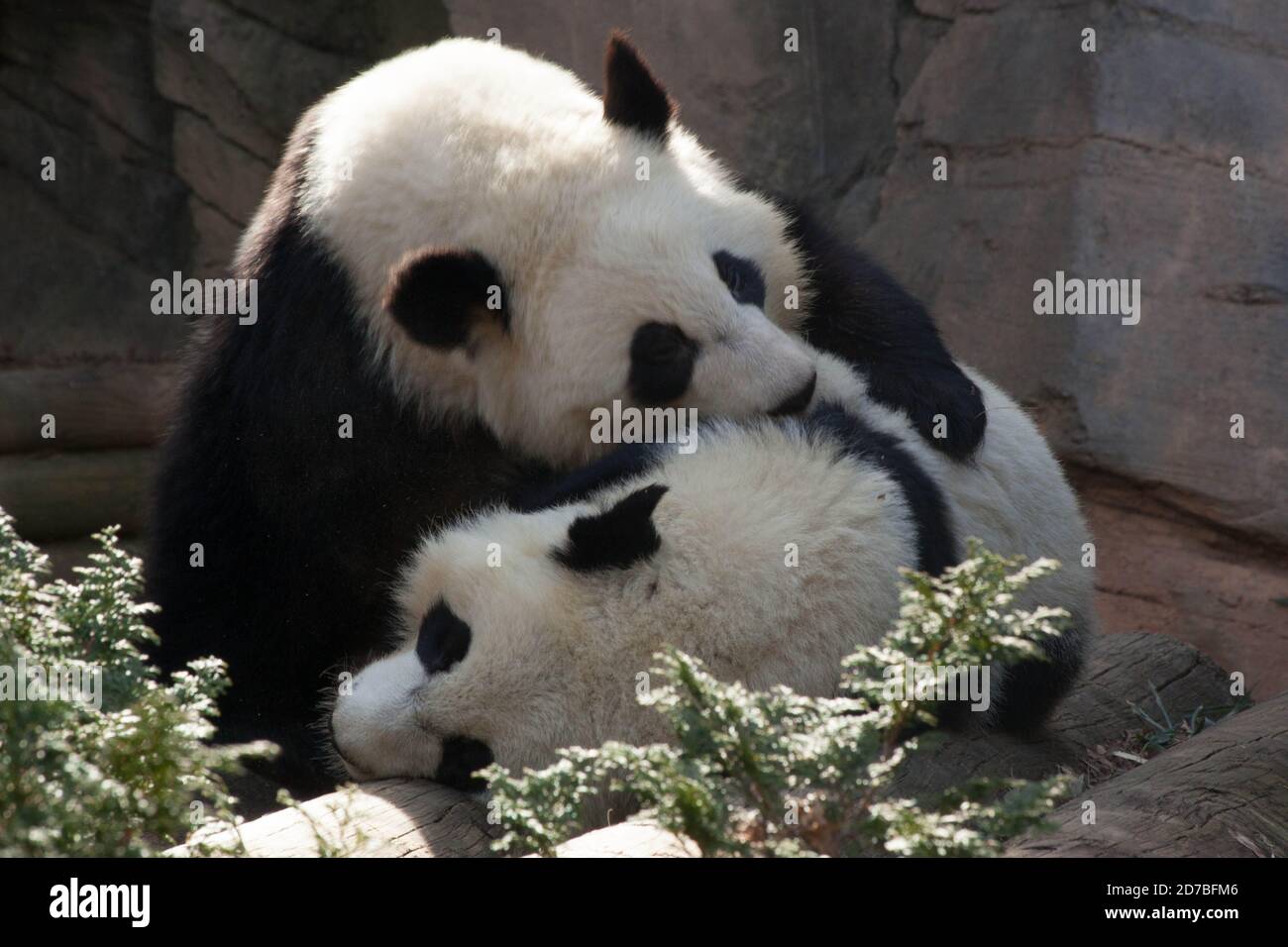 Two Panda Bears Tusseling Stock Photo - Alamy