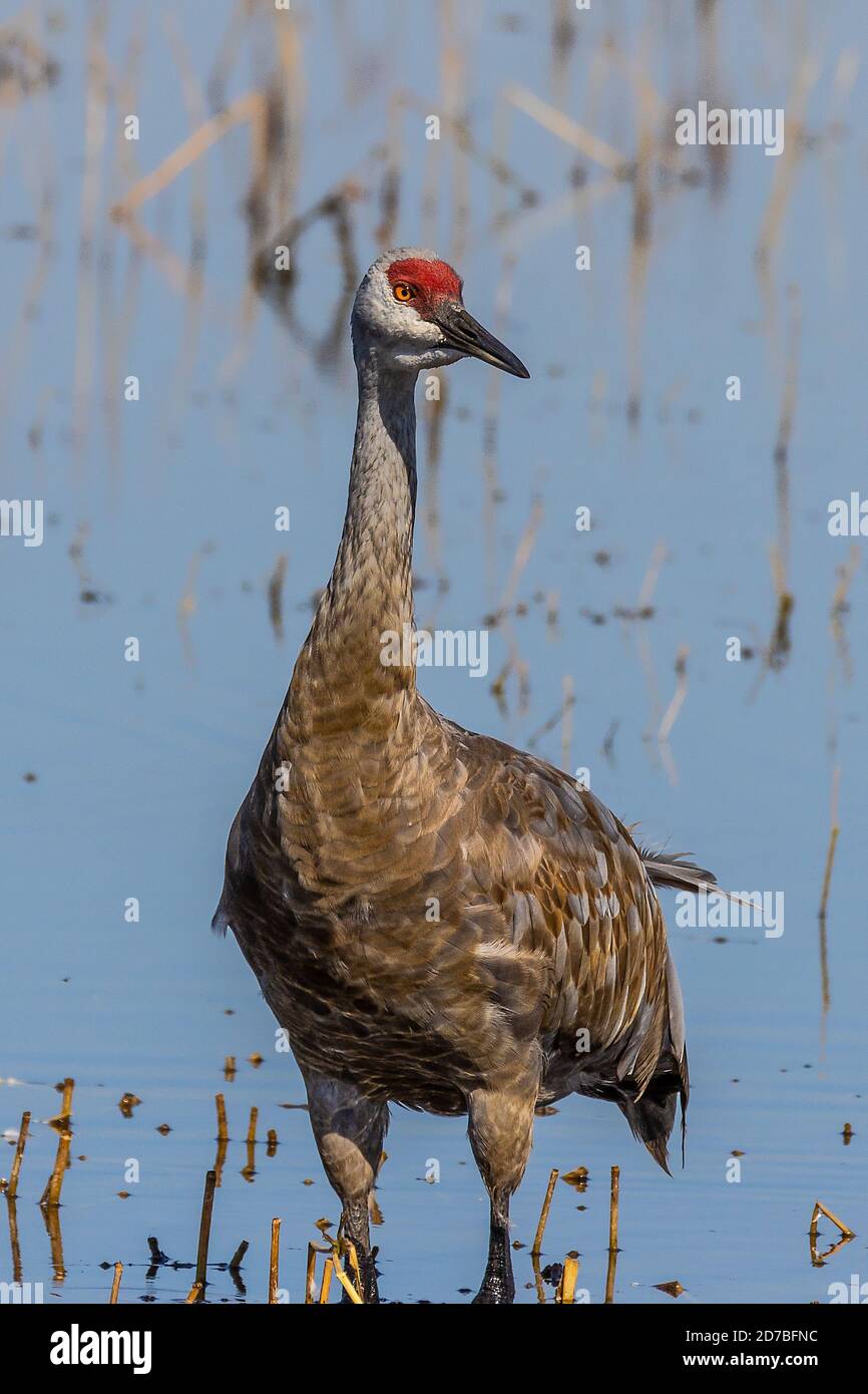 Sandhill Cranes at the Merced National Wildlife refuge in the Central ...