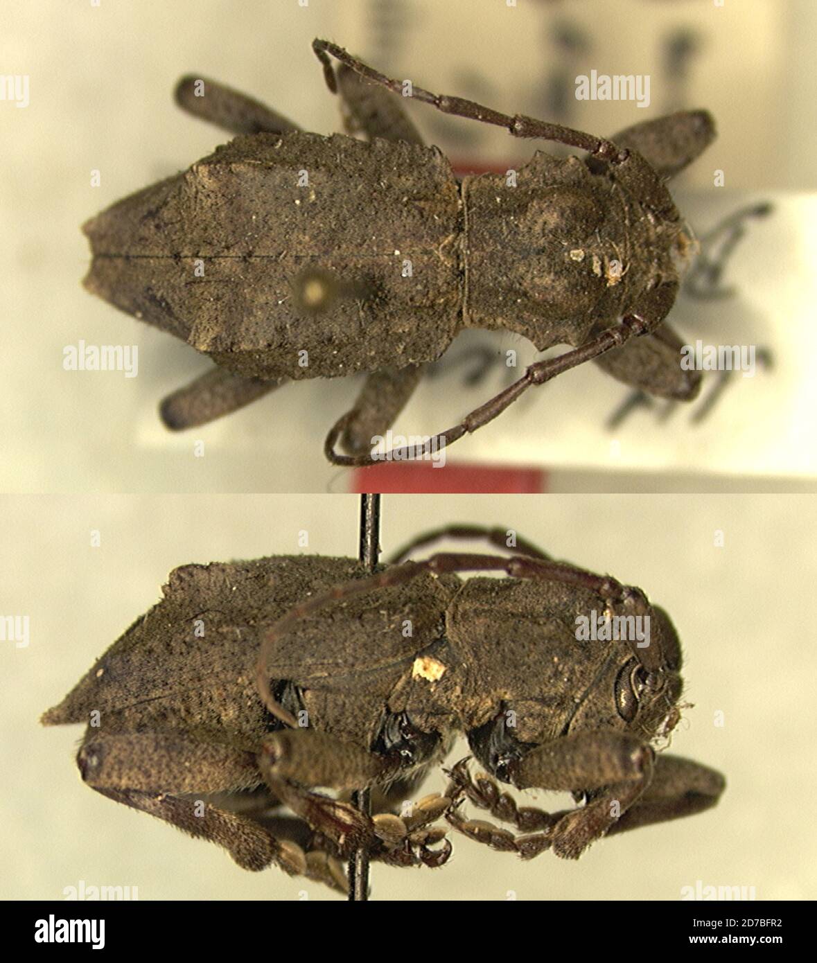 1940 animalia hi-res stock photography and images - Alamy