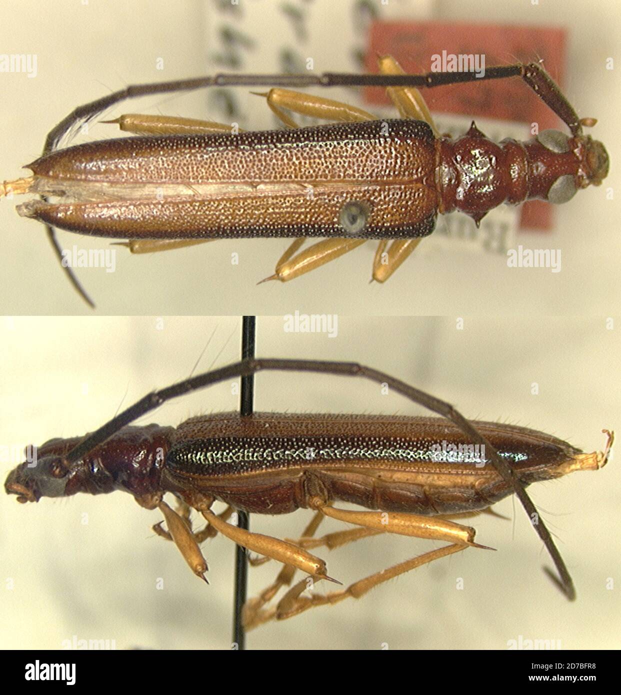 Rurrenabaque, Rio Beni, El Beni, Bolivia, Distenia lateralis Fisher ...