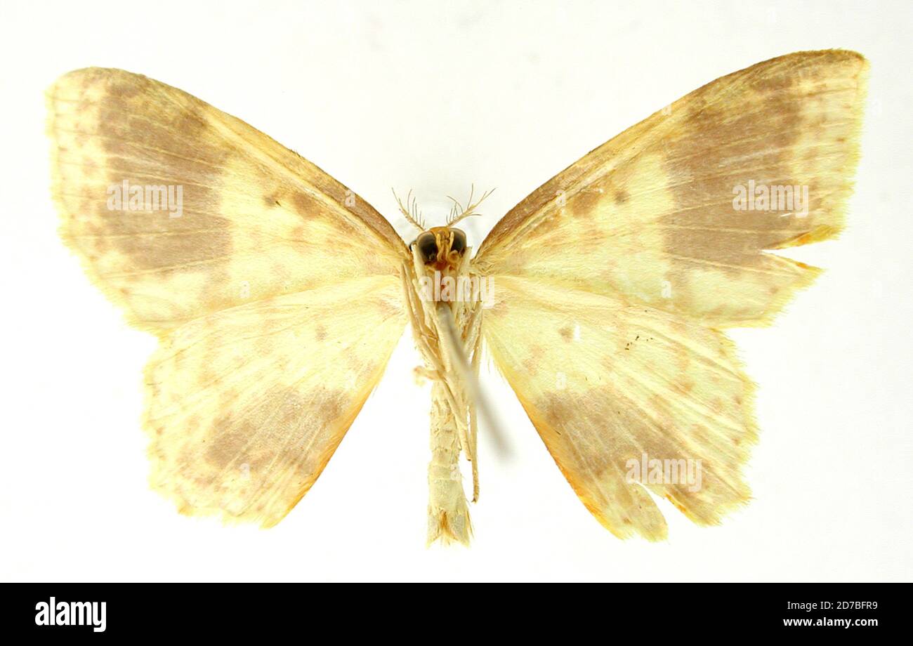 Pinned, Juan Vinas, Costa Rica, Cambogia dibapha Schaus, 1912, Animalia ...