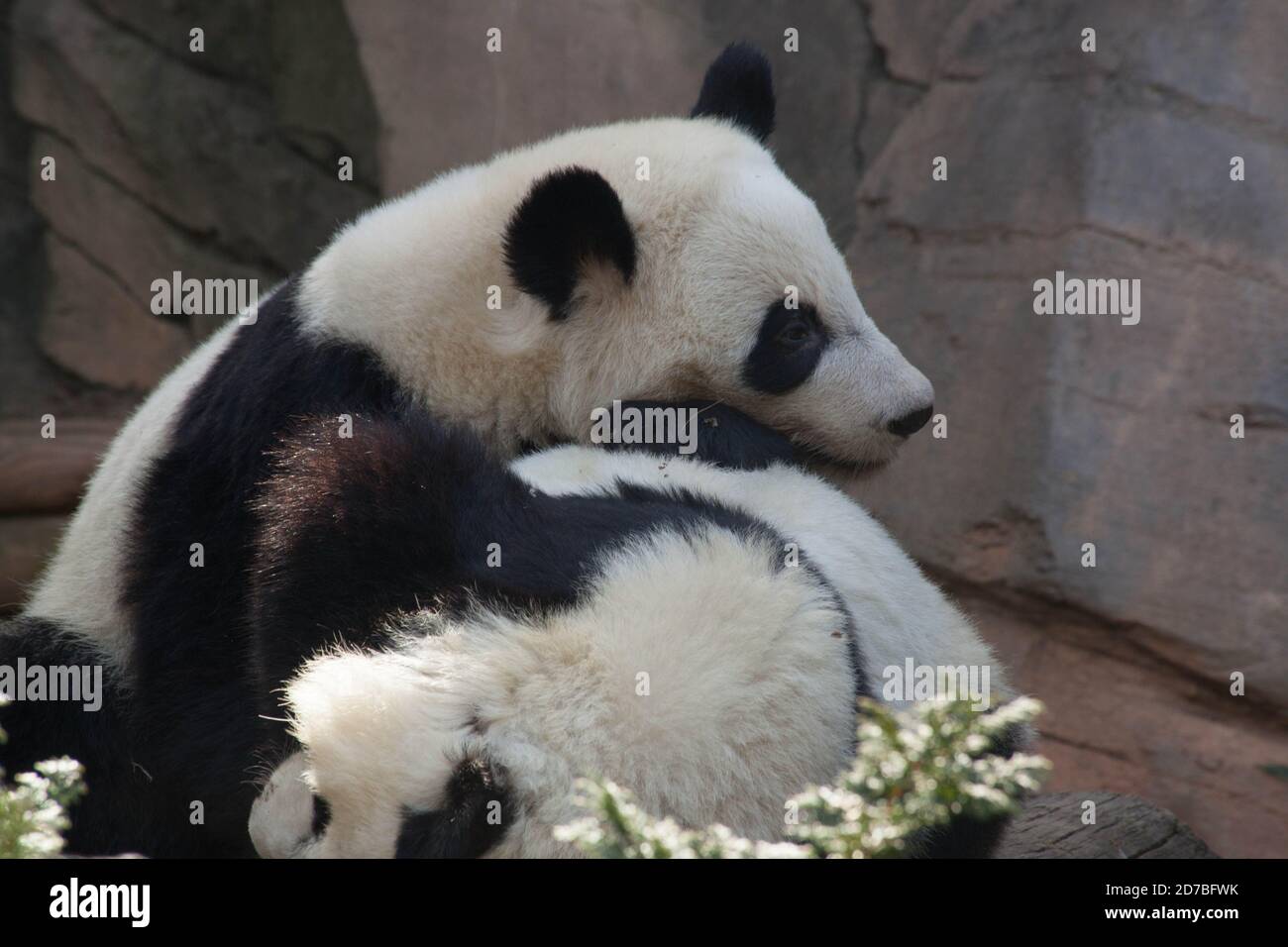 Two Panda Bears Tusseling Stock Photo - Alamy