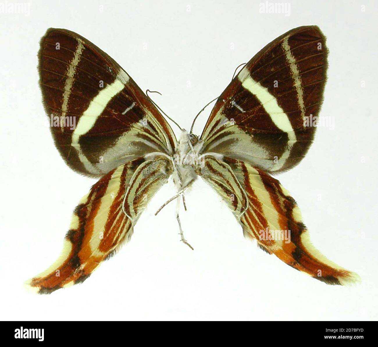 Juan Vera High Resolution Stock Photography and Images - Alamy