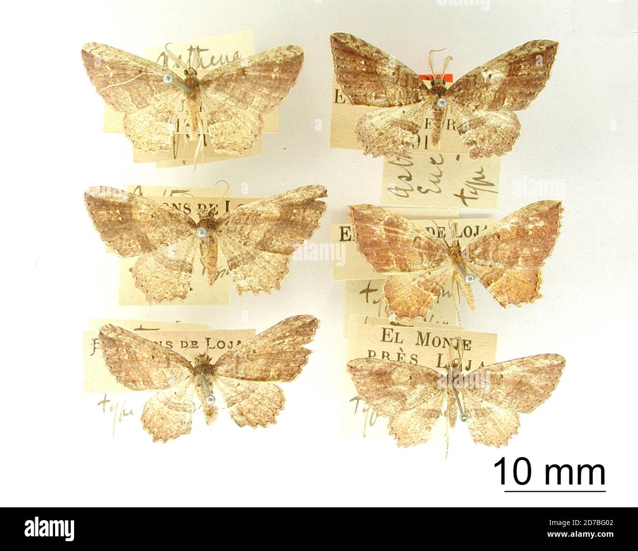 Pinned, Environs de Loja, Ecuador, Asthena encina Dognin, 1899 ...
