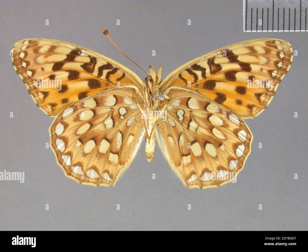 1869 animalia hi-res stock photography and images - Alamy