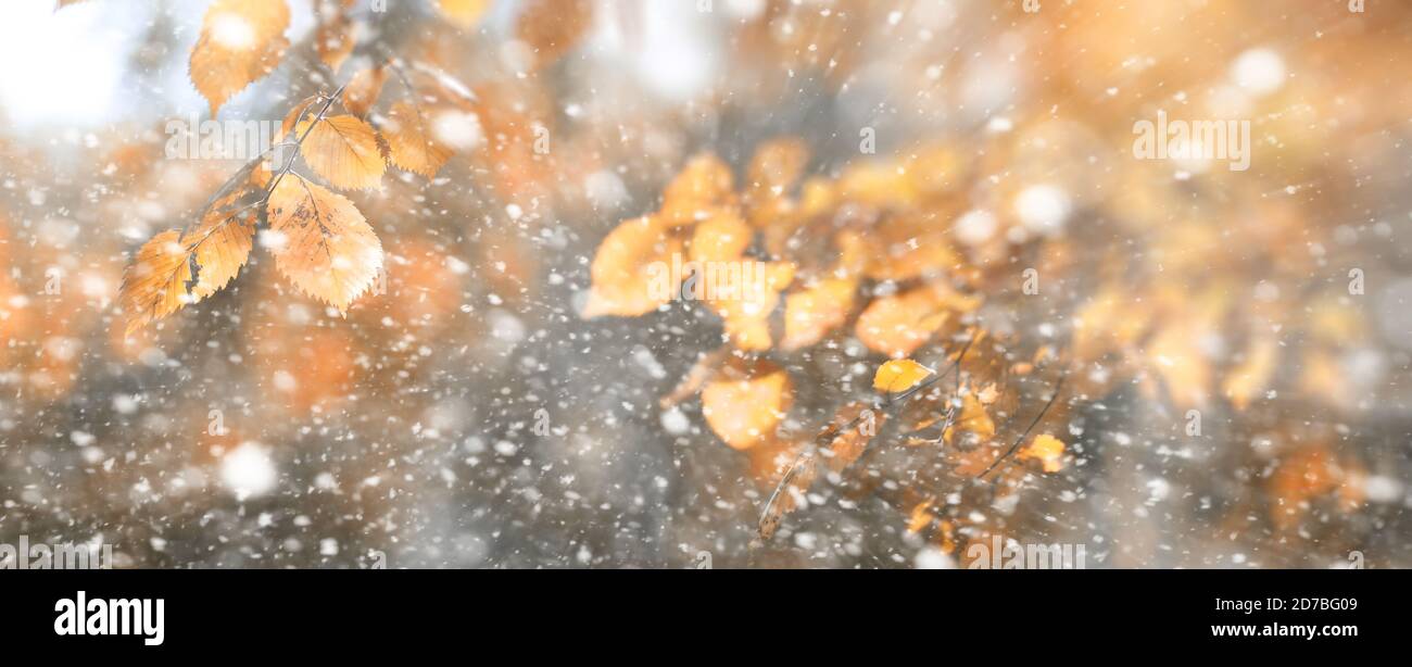 Background autumn park in the first snow Stock Photo - Alamy