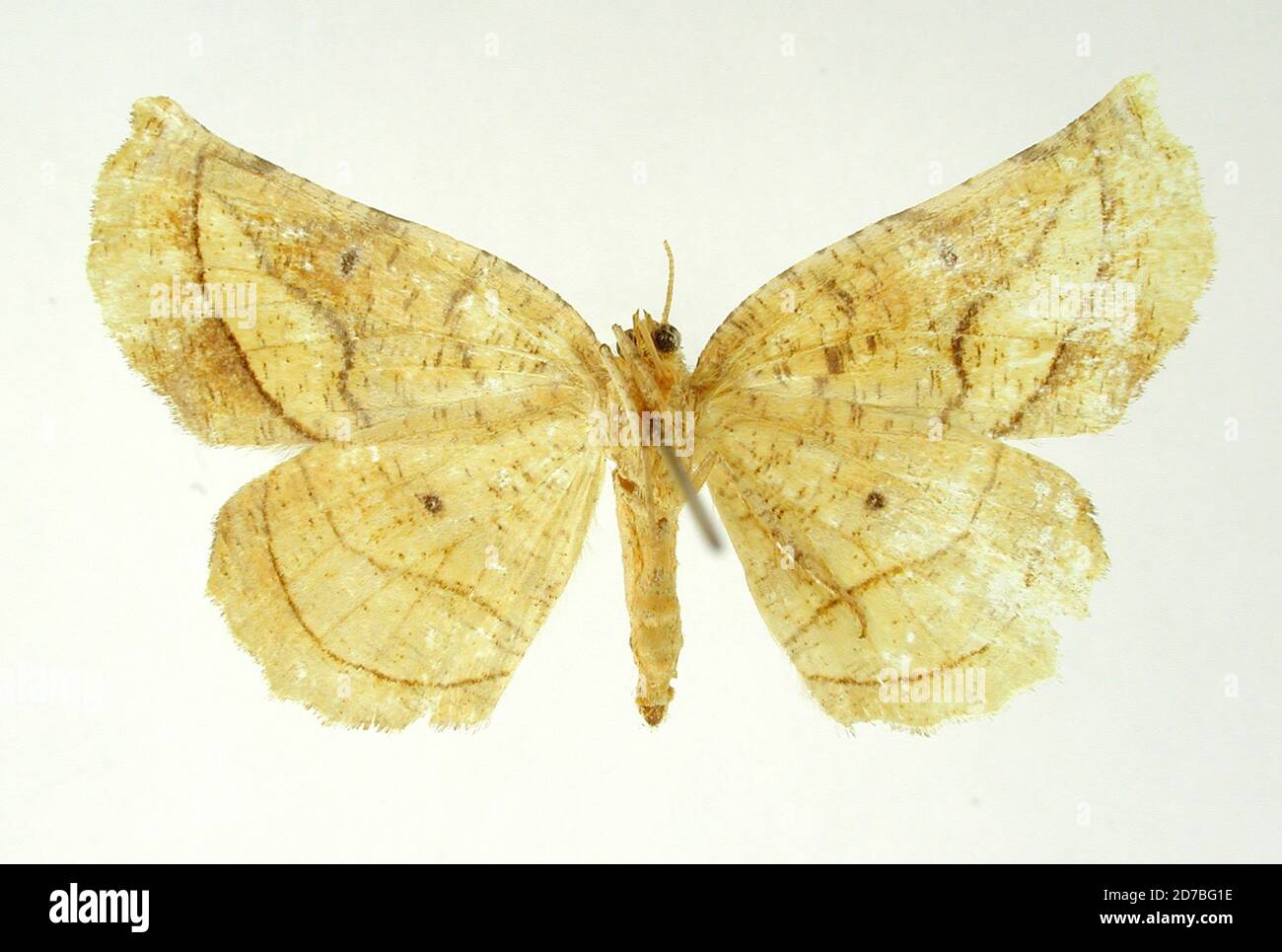 Selenia eucore dyar hi-res stock photography and images - Alamy