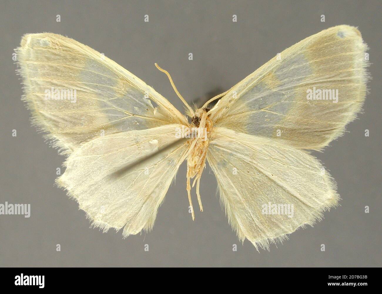 Pinned, Pacho, Cundinamarca, Colombia, Hydata exsignata Dognin, 1913 ...